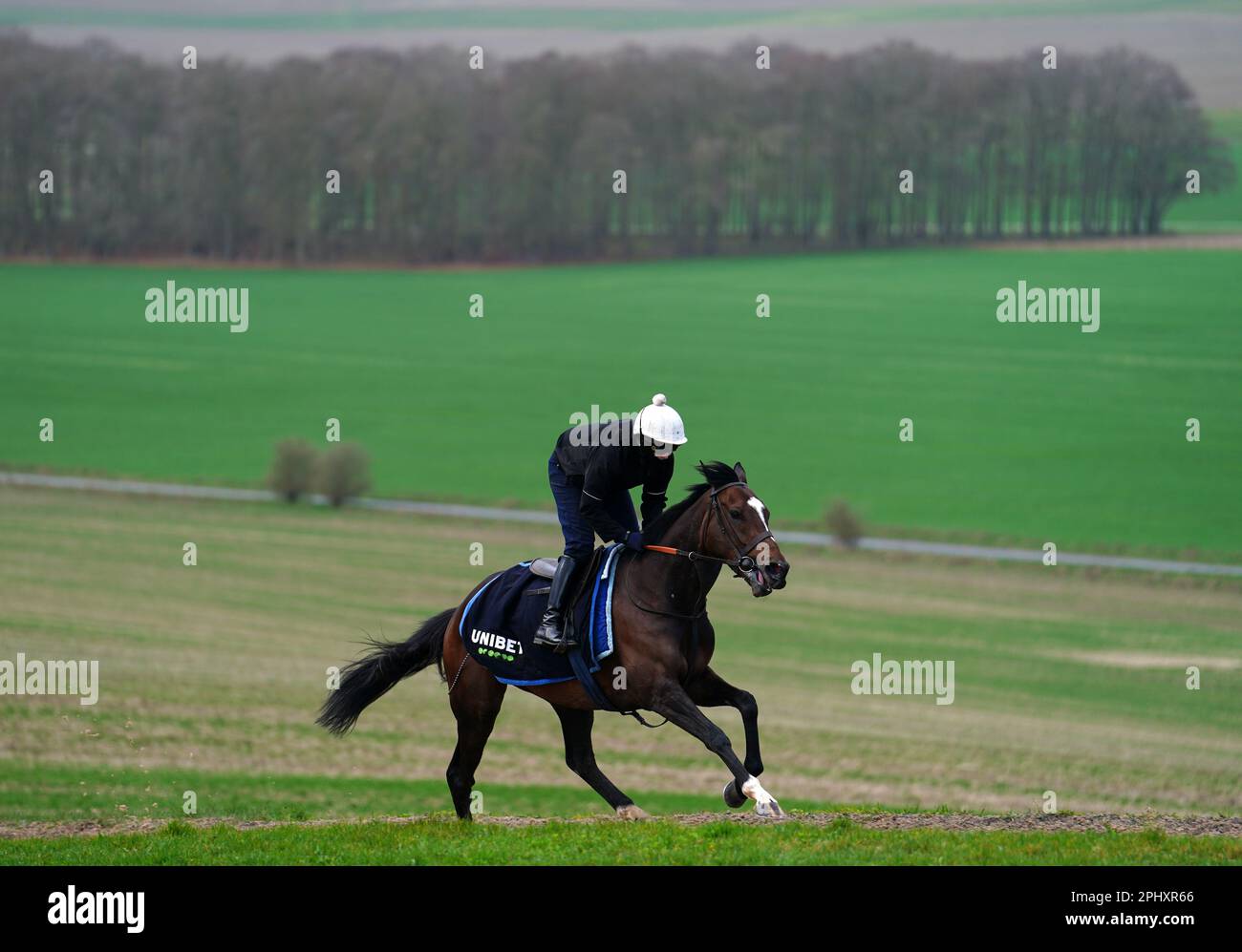 Jonbon on the gallops during a visit to Seven Barrows Stables, Lambourn ...