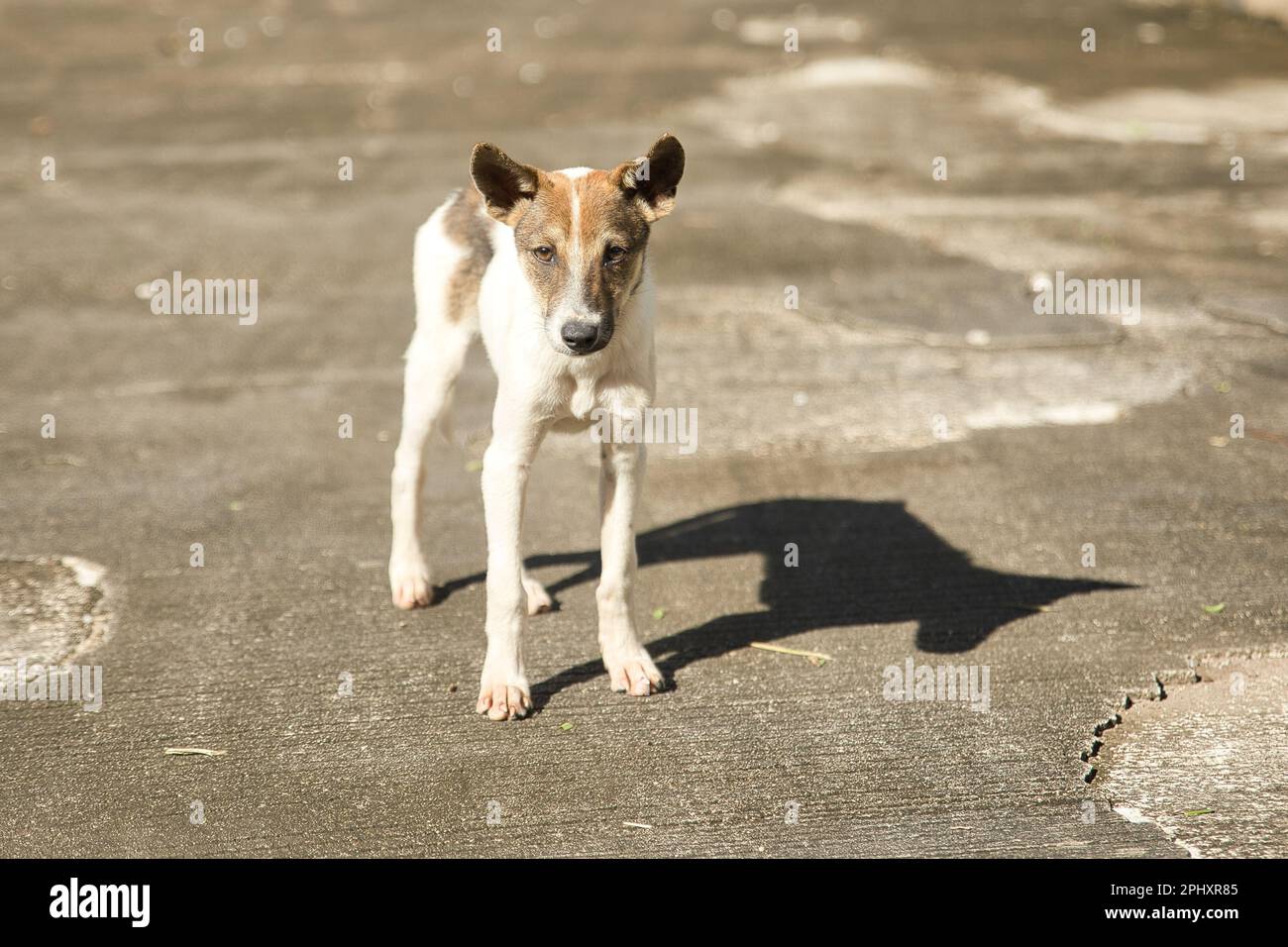 Philippine dog breed hi-res stock photography and images - Alamy