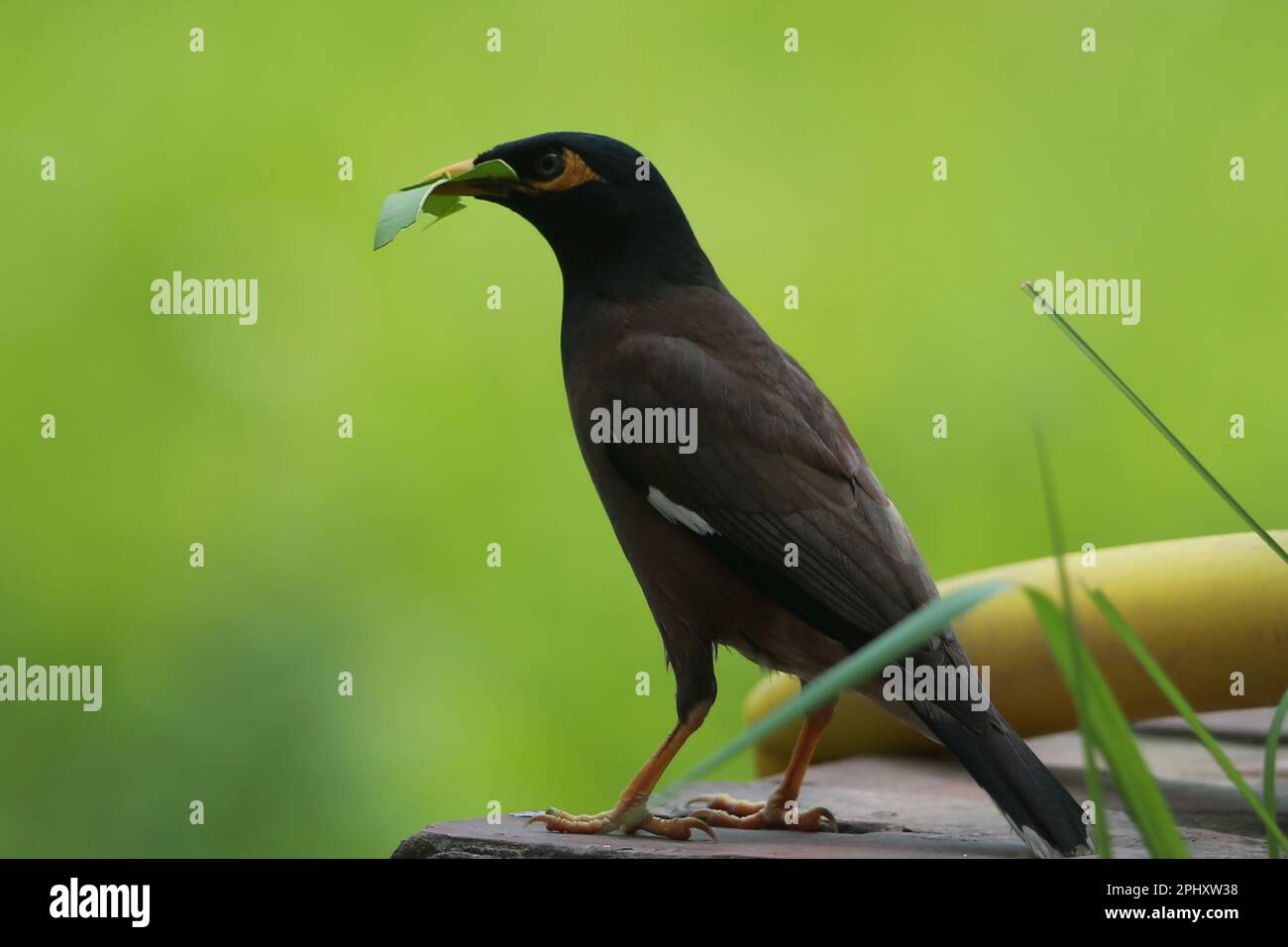 Indian family in rain hi-res stock photography and images - Alamy
