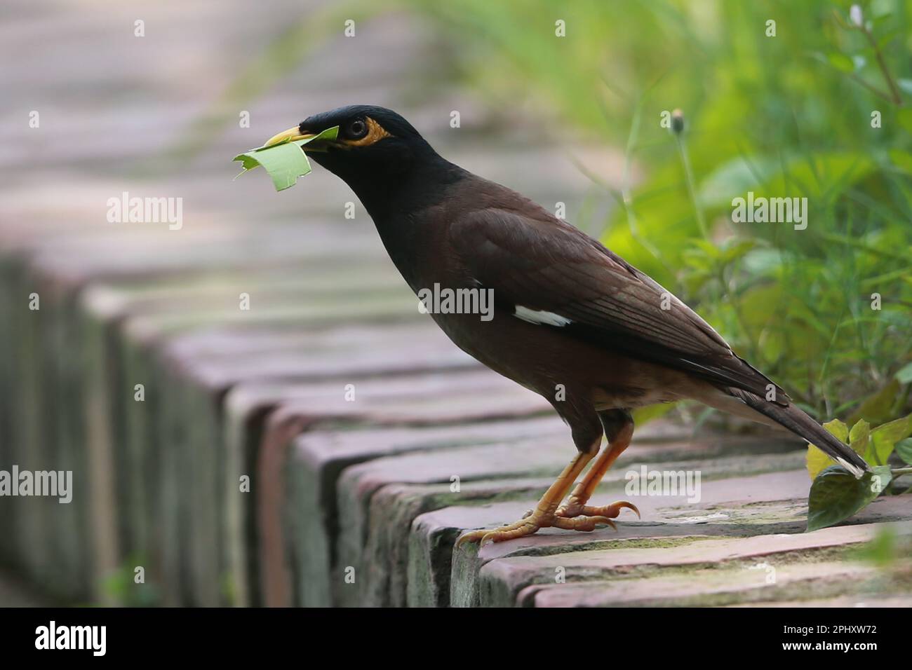 Indian mynah bird australia hi-res stock photography and images - Alamy