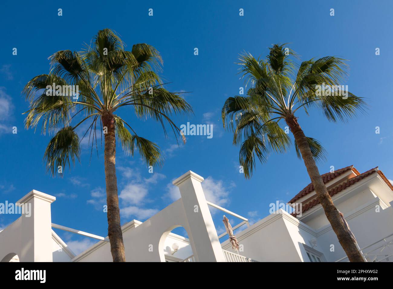 Palm trees on Tenerife in front of a sunny blue sky and white buldings ...