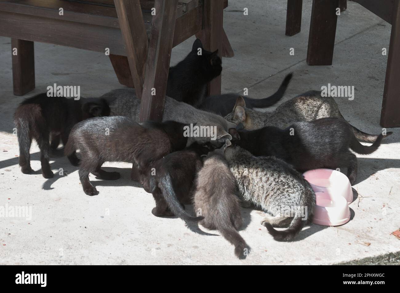 A brood of kittens of different colors eat from a common bowl on the ...