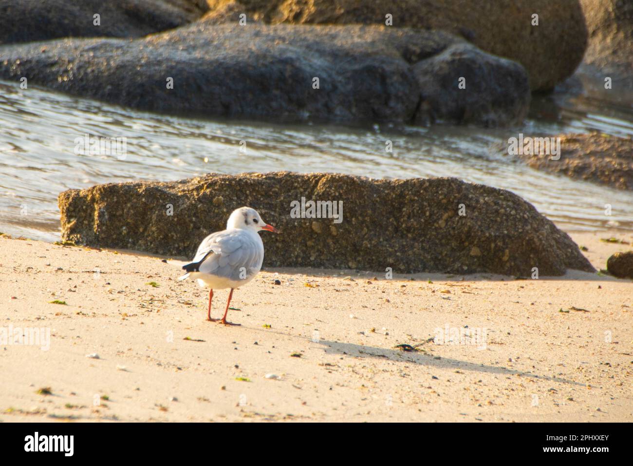 Playa de samil hi-res stock photography and images - Alamy