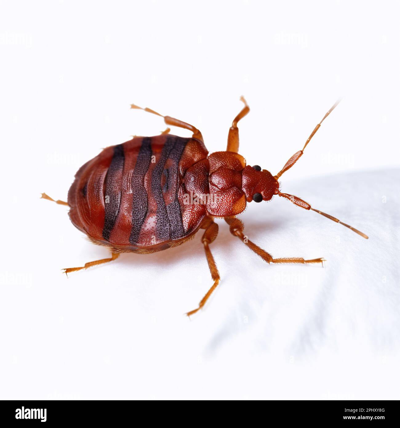 Bedbug. Macro photography of a bedbug. Close up of Cimex hemipterus ...