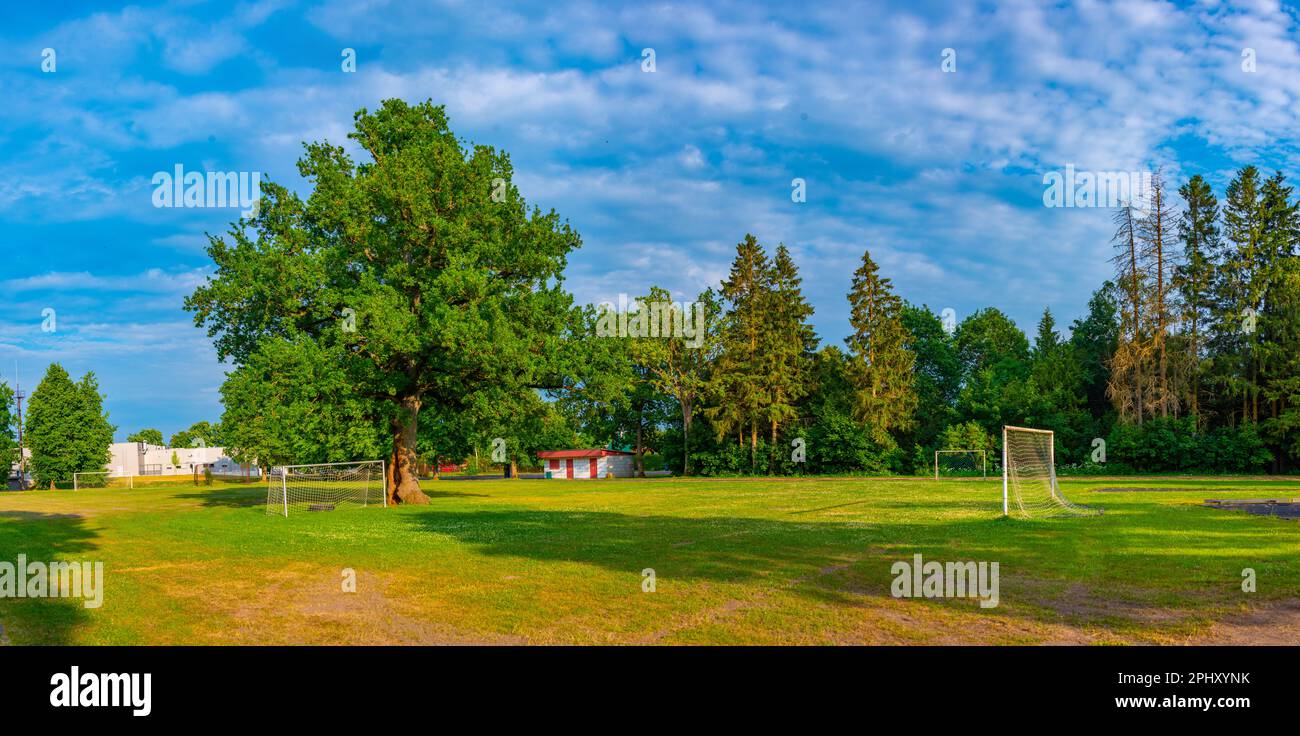 Tree growing up in the center of football stadium at Orissaare in ...