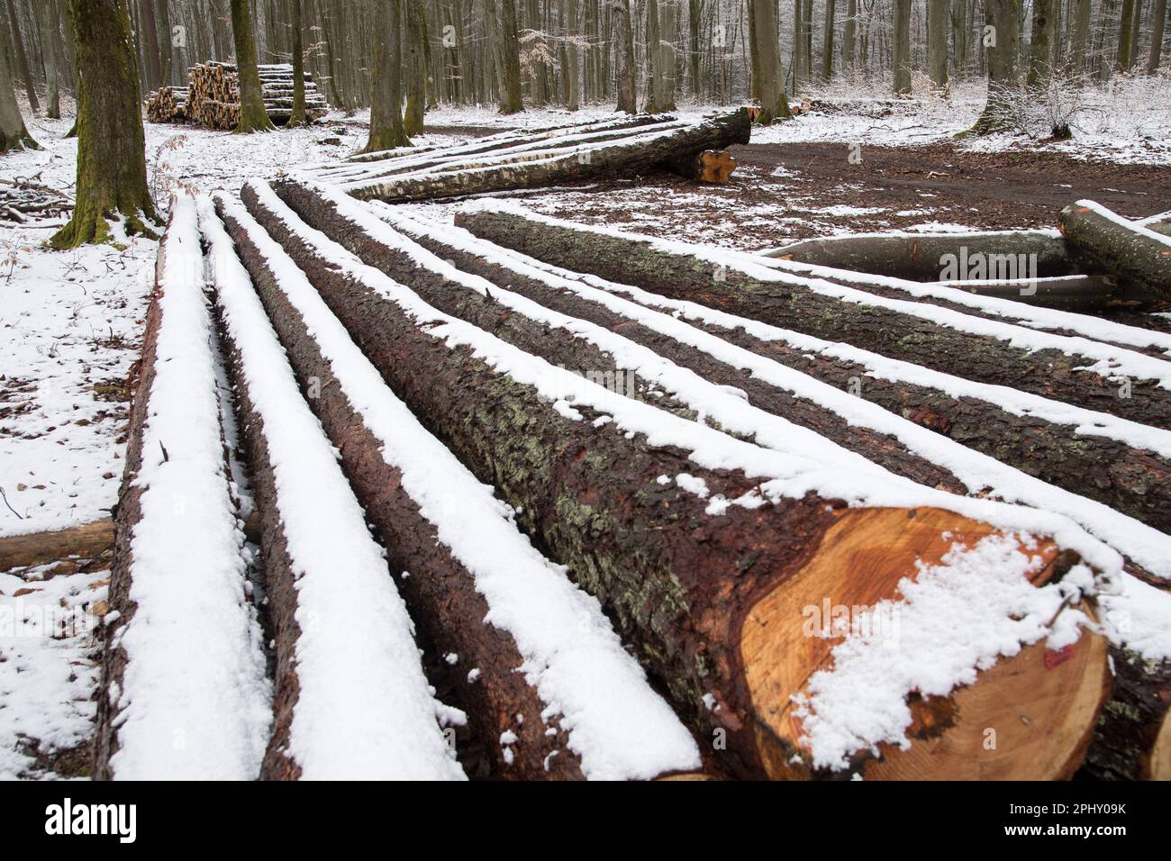 Logged trees in Poland © Wojciech Strozyk / Alamy Stock Photo Stock ...