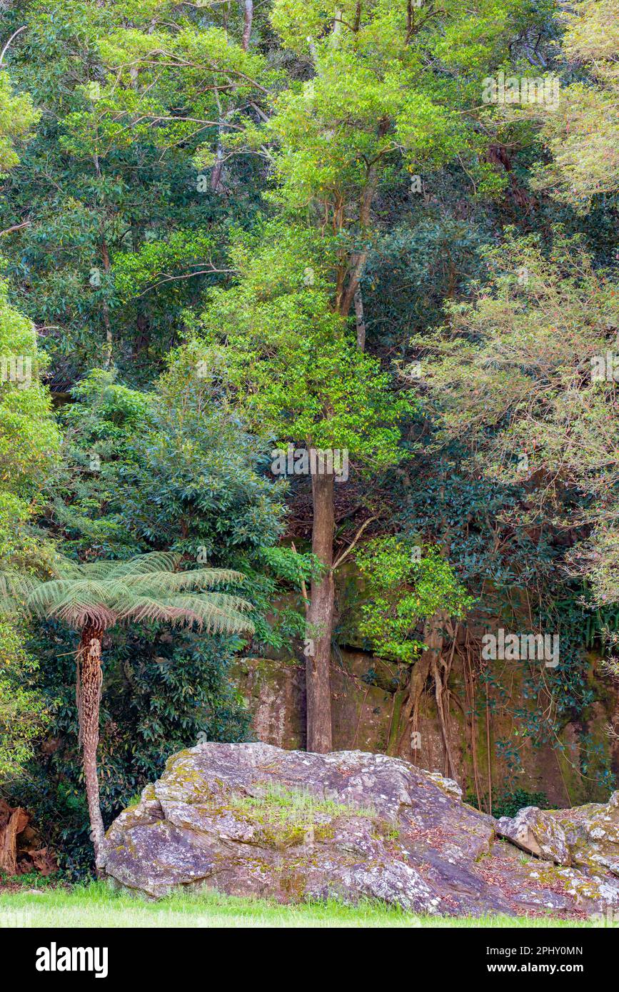 Dense greenery made up of different Australian native trees and plants ...