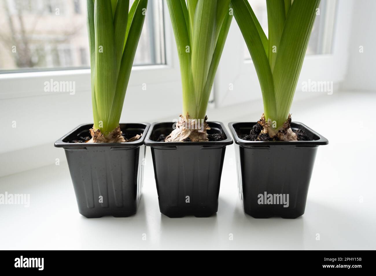 Hyacinth sprouts in small flower pots Stock Photo - Alamy