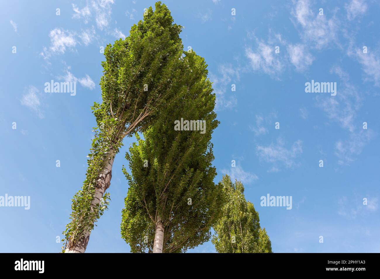 Poplar crowns with green foliage against the blue sky and white clouds ...