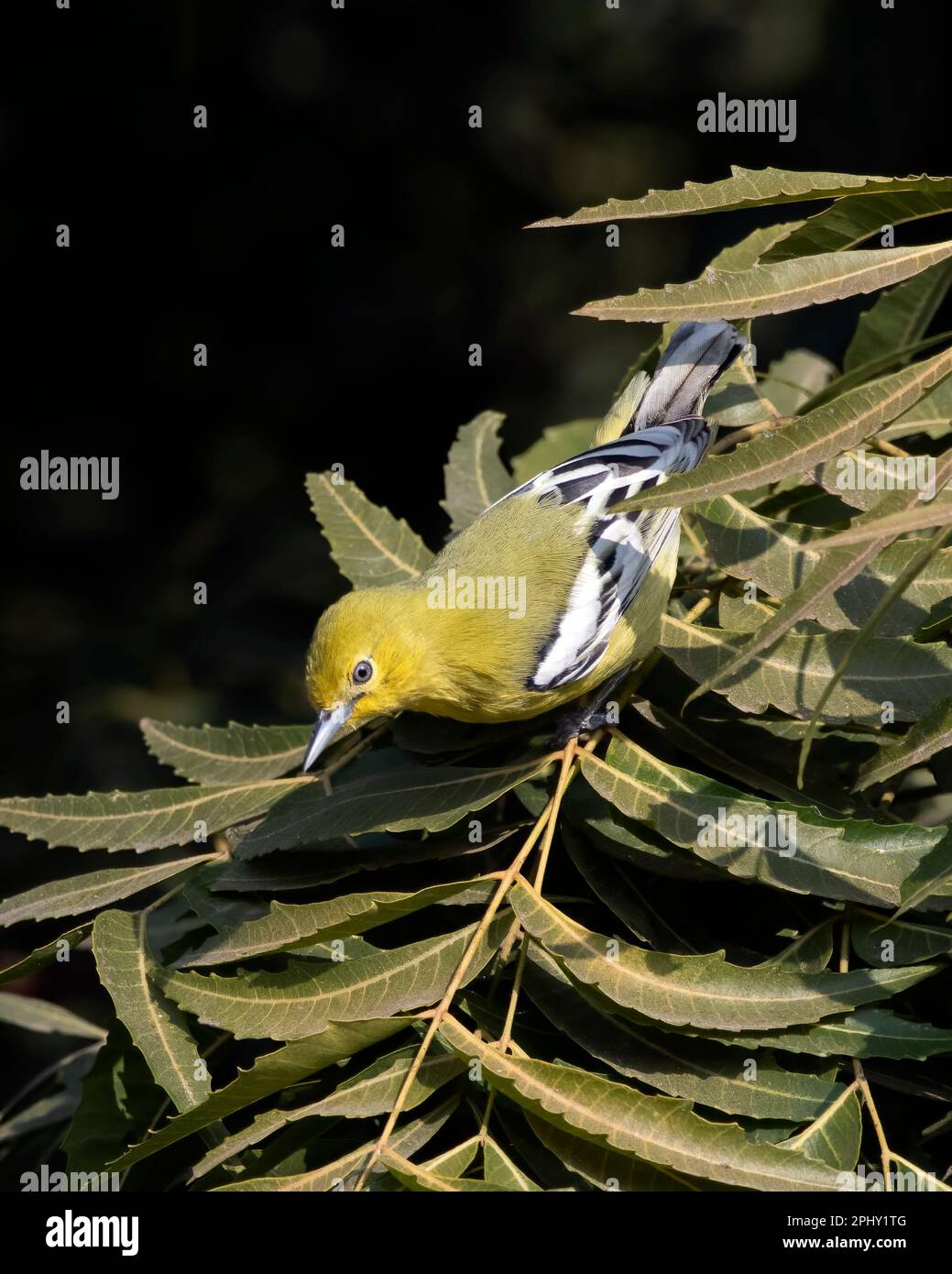 Marshall's iora (Aegithina nigrolutea) or white-tailed iora observed in ...