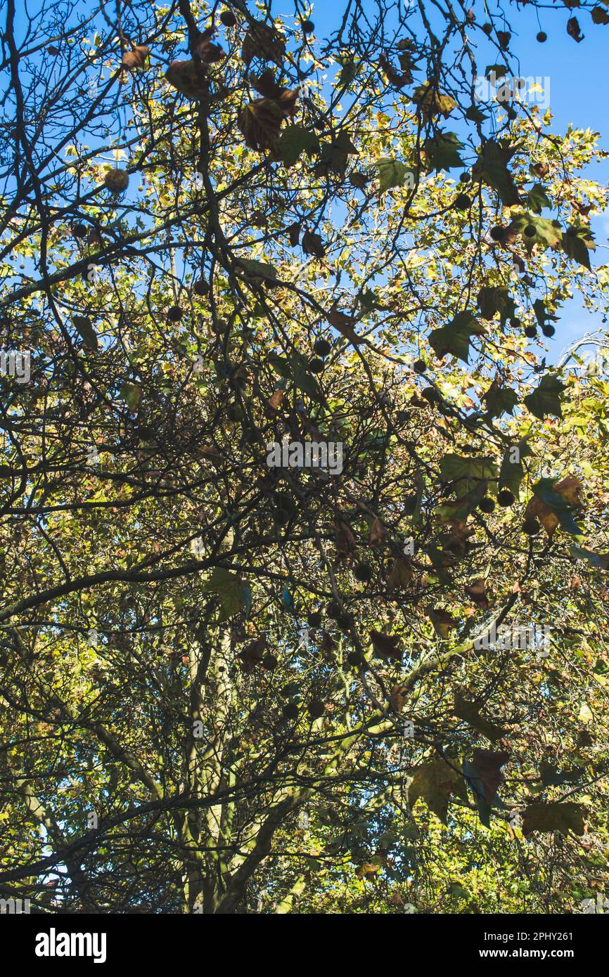 green trees in London Stock Photo - Alamy