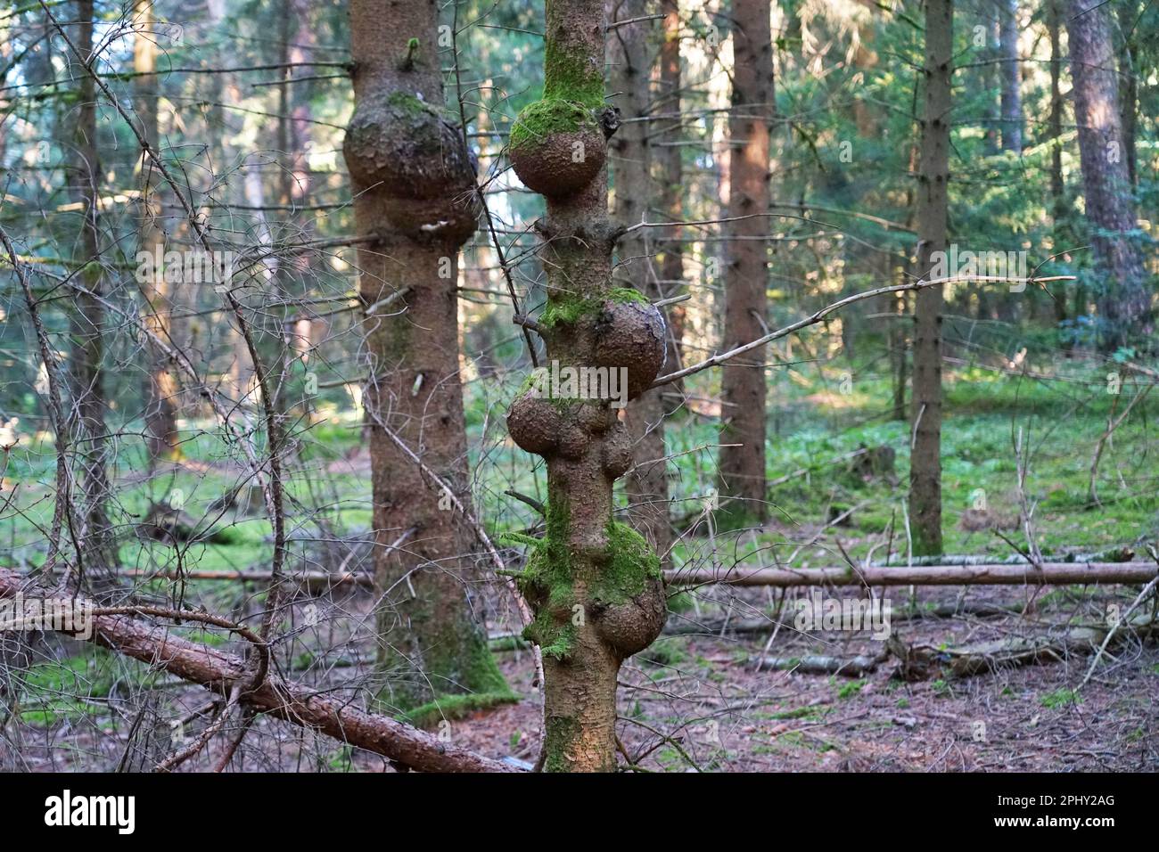 closeup of diseased tree trees in a forest, tree with a tumor. Kranker ...