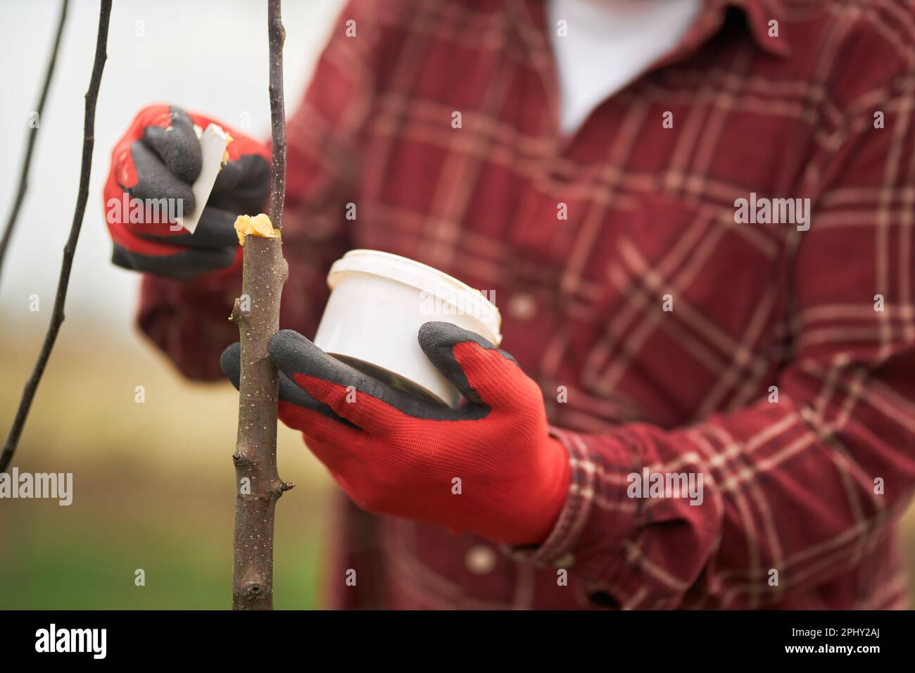 Gardener growing trees in orchard Stock Photo - Alamy