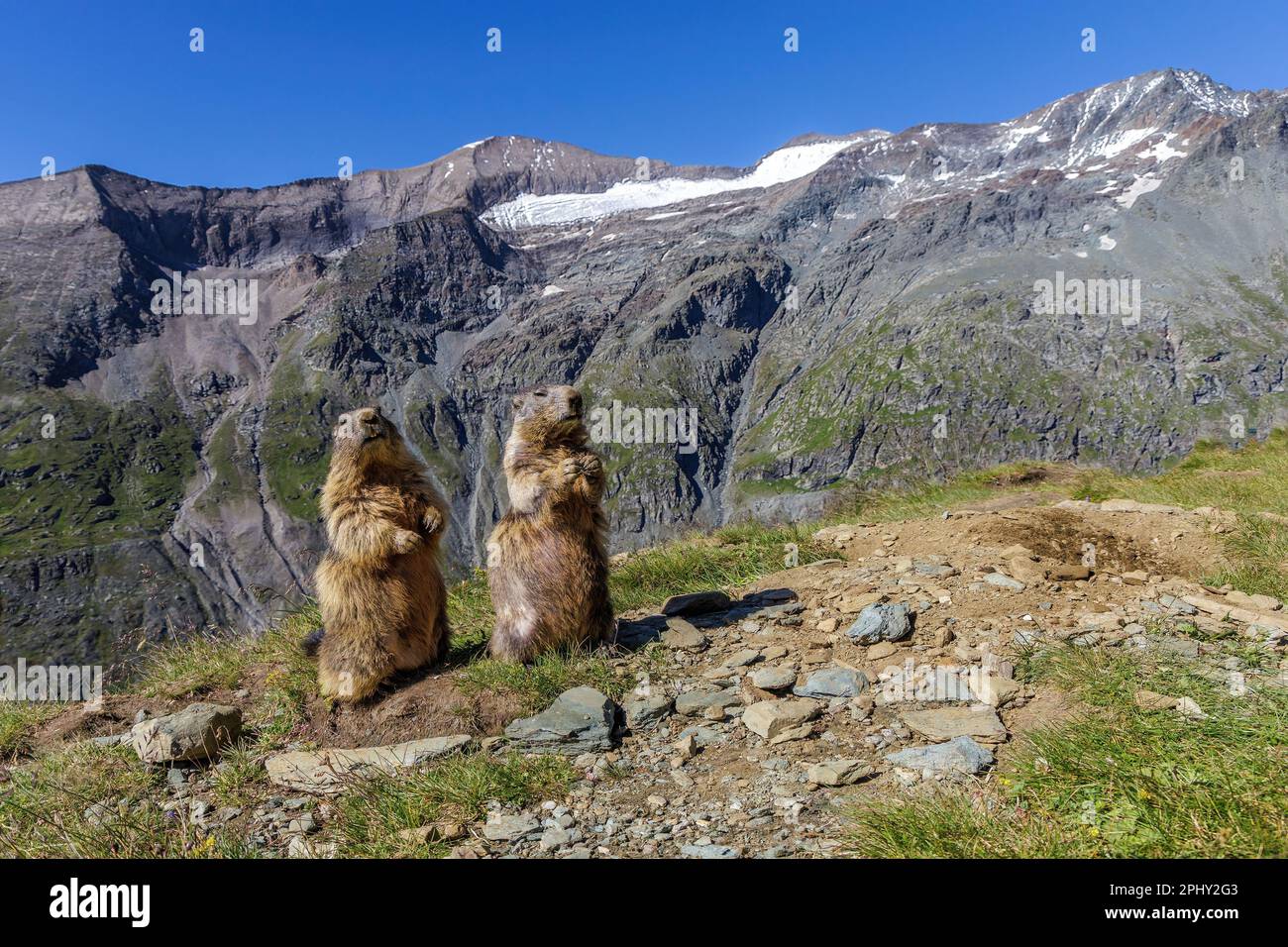 alpine marmot (Marmota marmota), standing erect, Austria, Hohe Tauern National Park ...