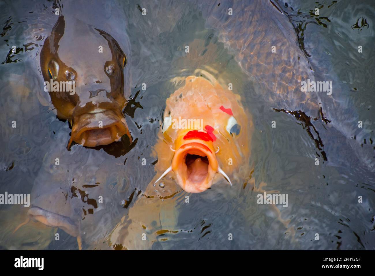 koi carp (Cyprinus carpio), Kois in the lake waiting to be feeded ...