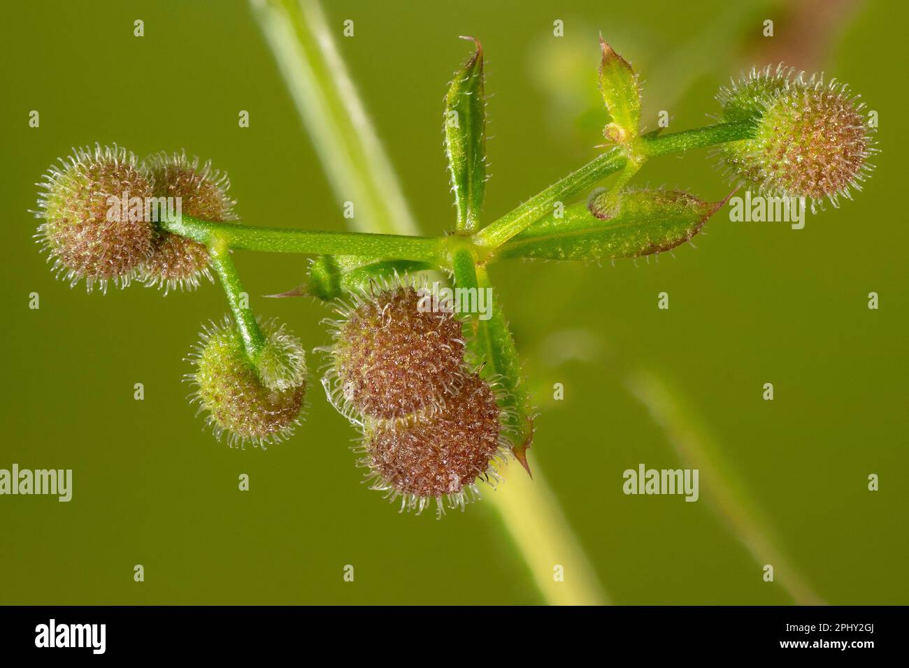 Cleavers, Goosegrass, Catchweed bedstraw (Galium aparine), fruits ...