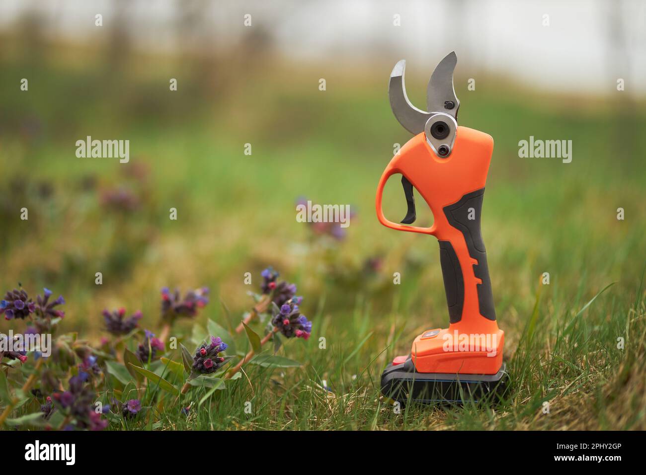 Pruner for cutting, shearing tree branches, bushes Stock Photo - Alamy