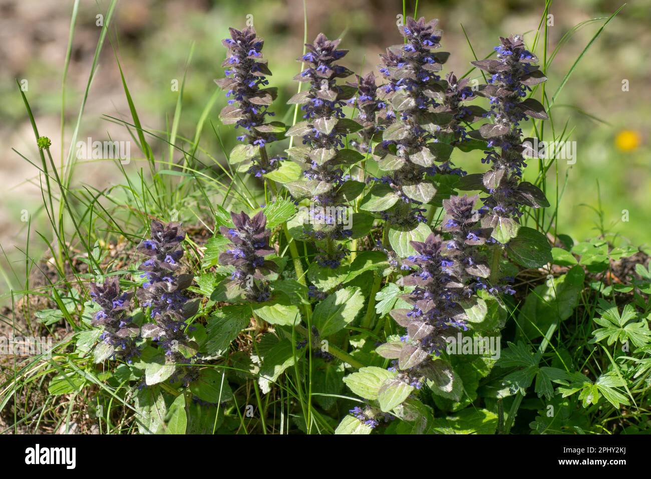 pyramidal bugle, erect bugle (Ajuga pyramidalis), blooming, Italy ...