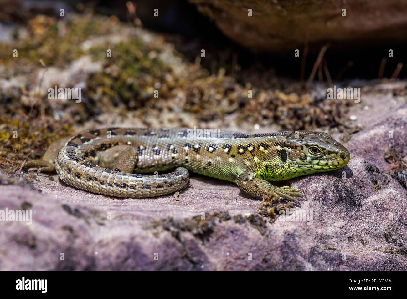 sand lizard (Lacerta agilis), female on a rock, side view, Germany ...