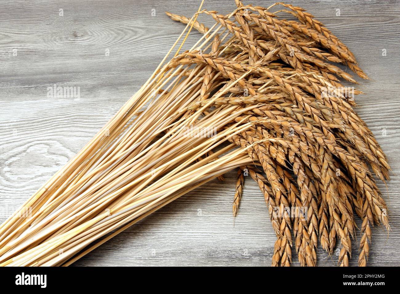 spelt wheat (Triticum spelta), bundel of spelt Stock Photo - Alamy