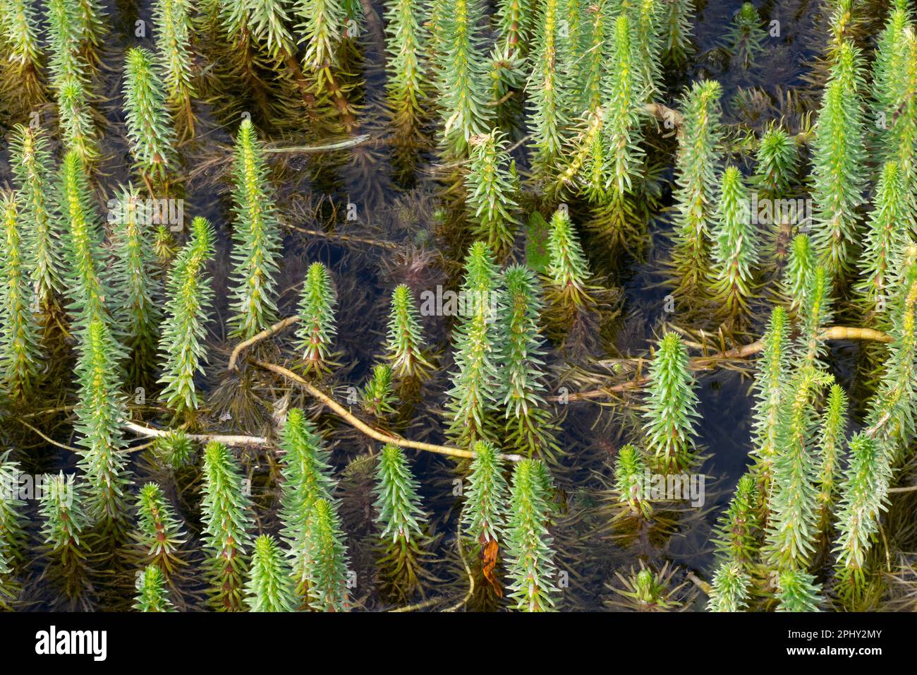 mare's tail, common mare's tail (Hippuris vulgaris), in a pond, Germany ...