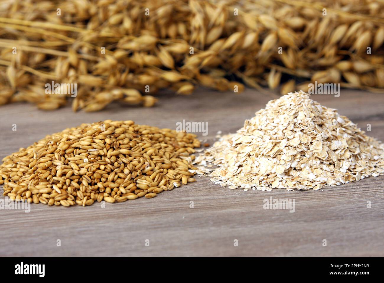 Cultivated oat, Common oat (Avena sativa), spikes and grains and flakes ...