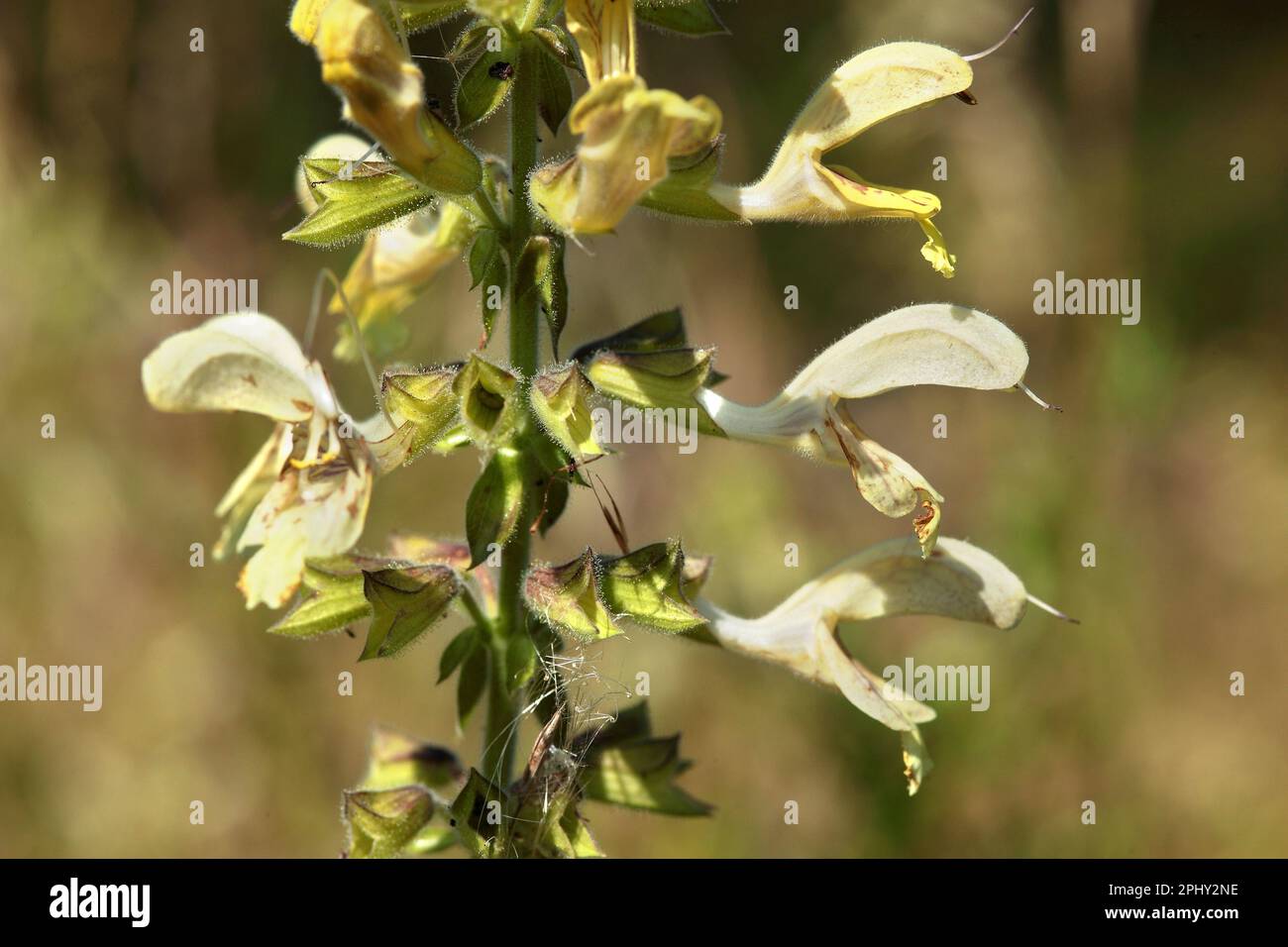 Sticky sages hi-res stock photography and images - Alamy
