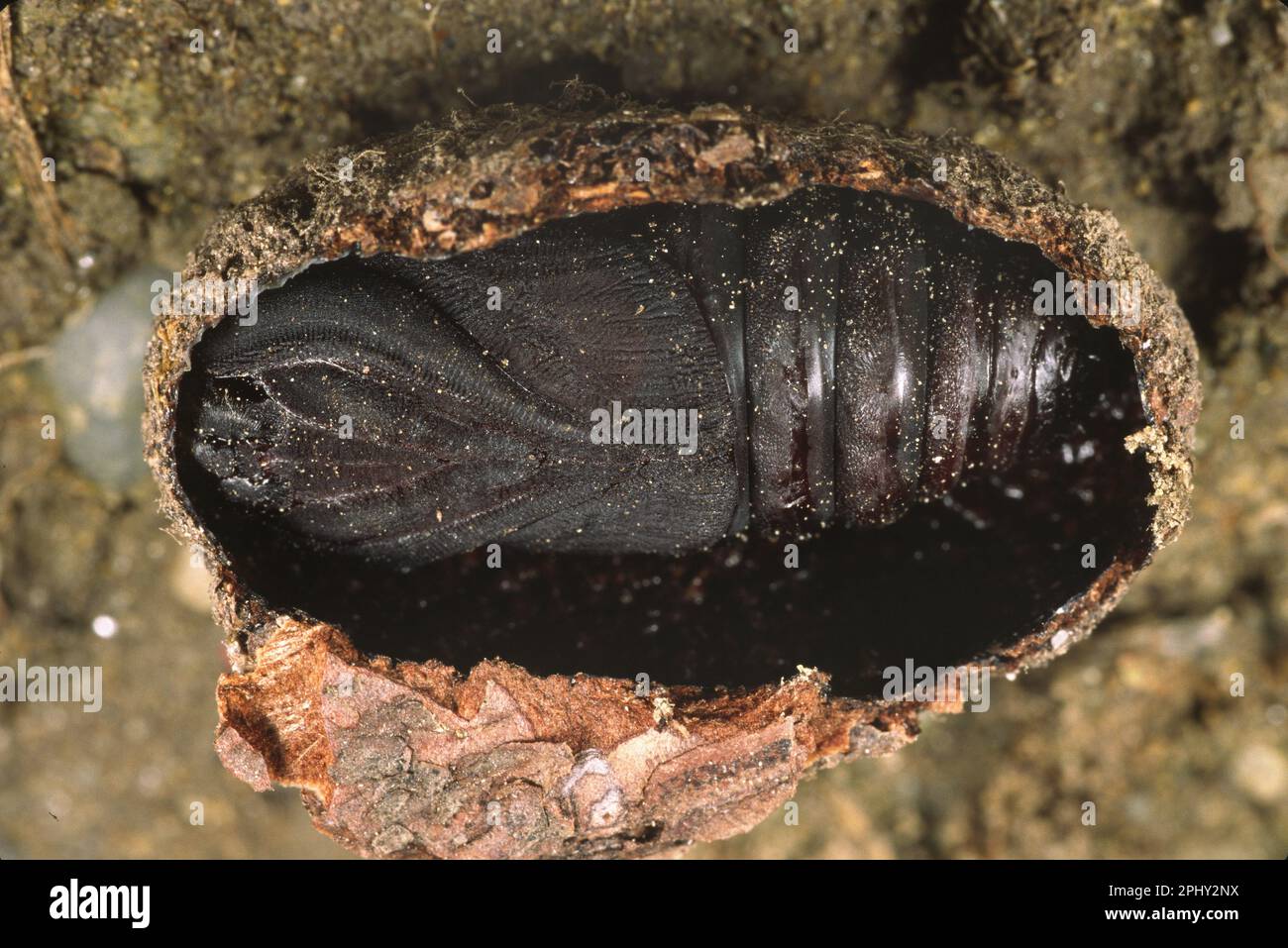 Lemonia dumi (Lemonia dumi), pupa lying in the soil, Germany Stock ...