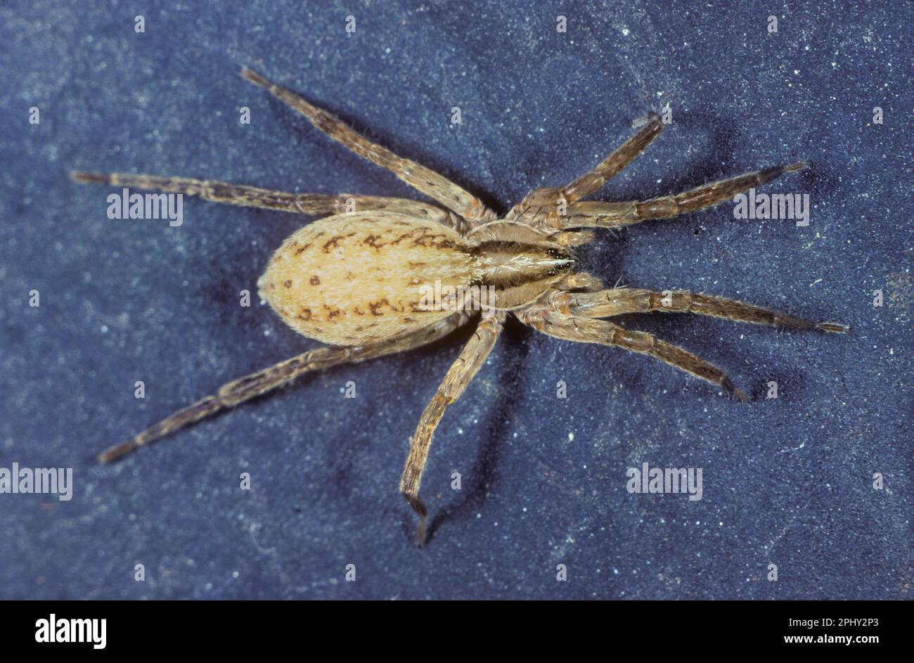 prowling spider (Zora spinimana), on a stone, dorsal view Stock Photo ...