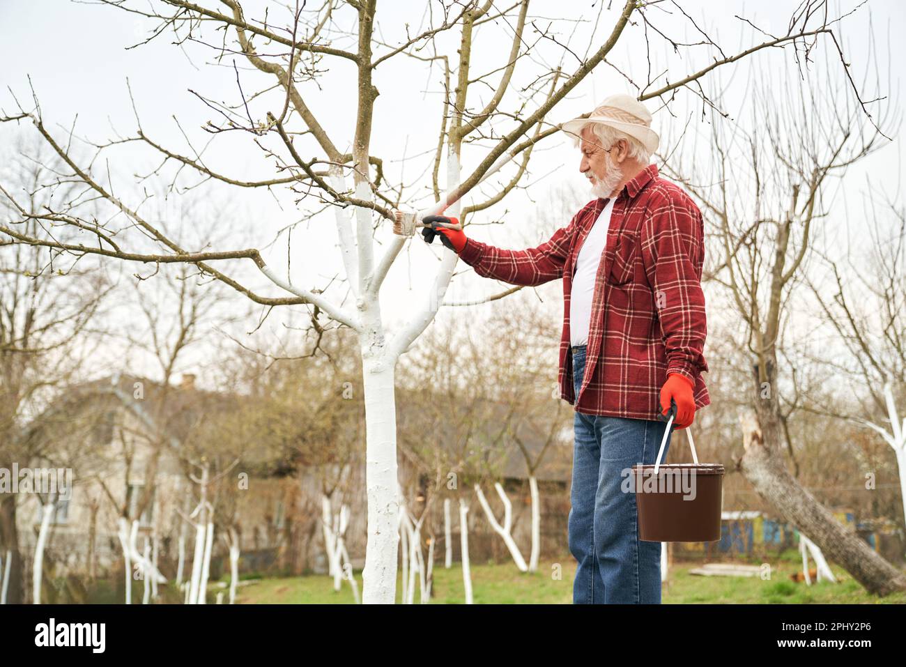 Old gardener whitewashing trees, bucket holding Stock Photo - Alamy