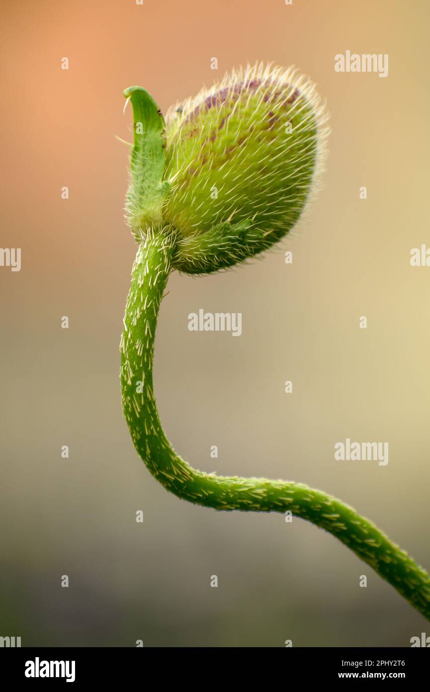A close-up of a single green Opium poppy flower bud emerging from the ...
