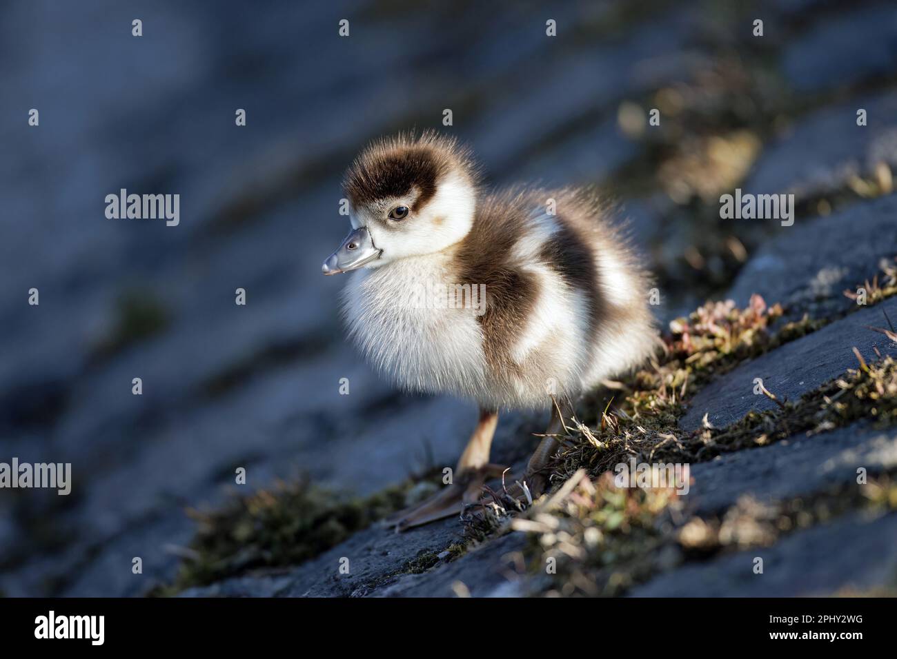 Egyptian goose (Alopochen aegyptiacus), chick, Germany, Baden ...