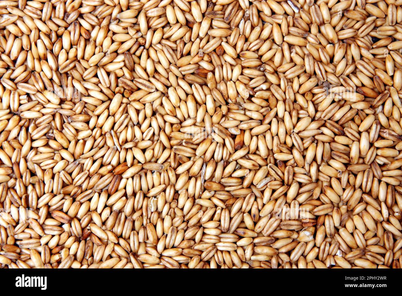 Cultivated oat, Common oat (Avena sativa), oat grains Stock Photo - Alamy