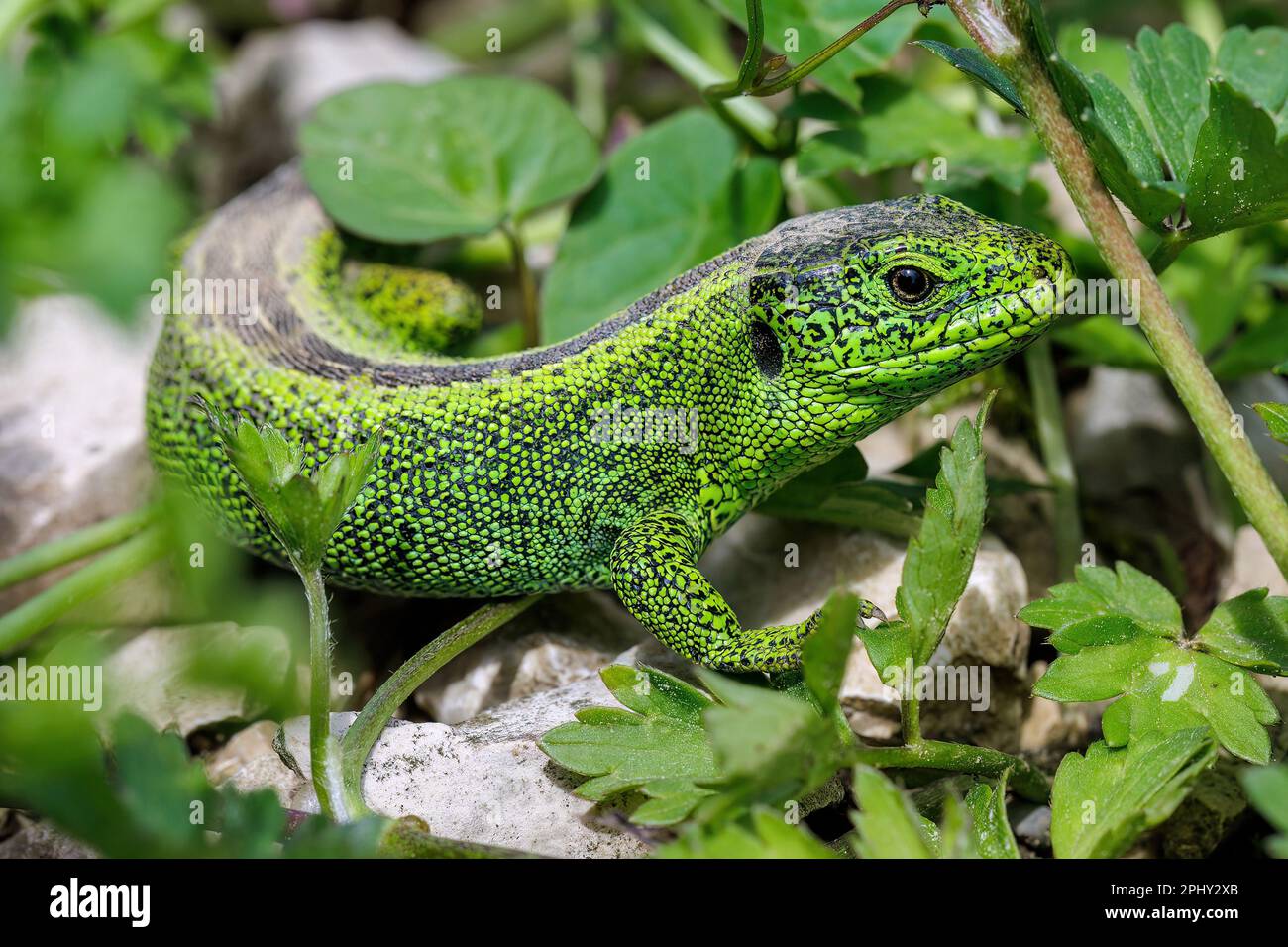 sand lizard (Lacerta agilis), male, side view, Germany, Baden ...