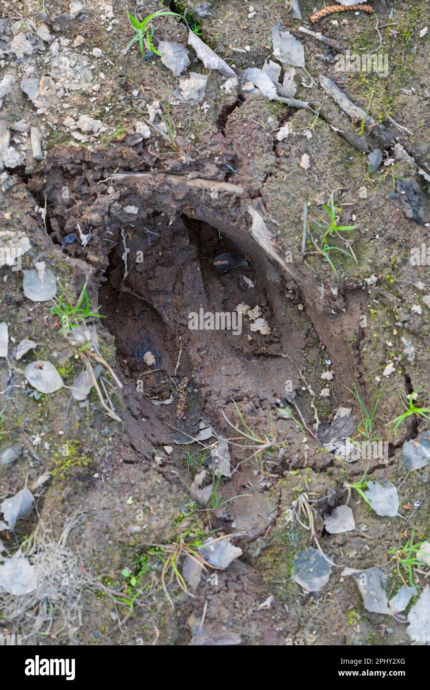 elk, European moose (Alces alces alces), footprint in mud, Scandinavia ...