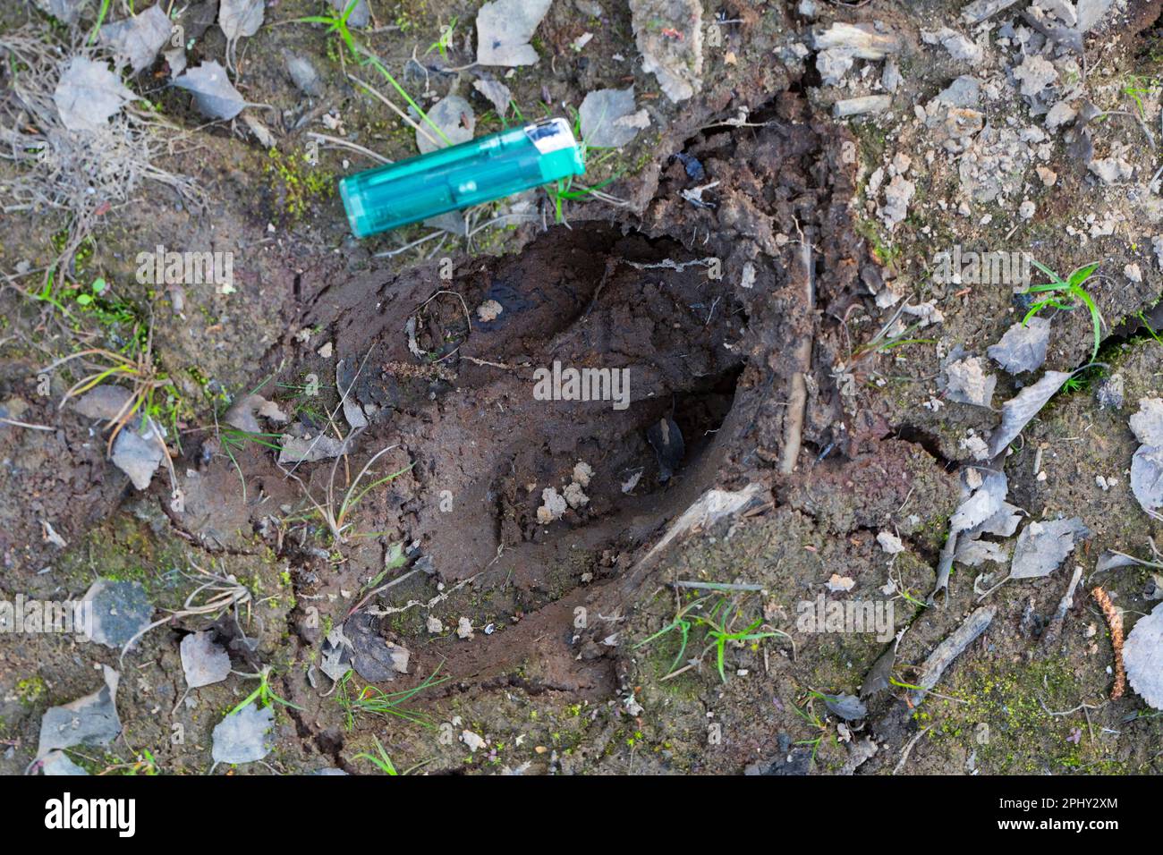 elk, European moose (Alces alces alces), footprint in mud, Scandinavia ...