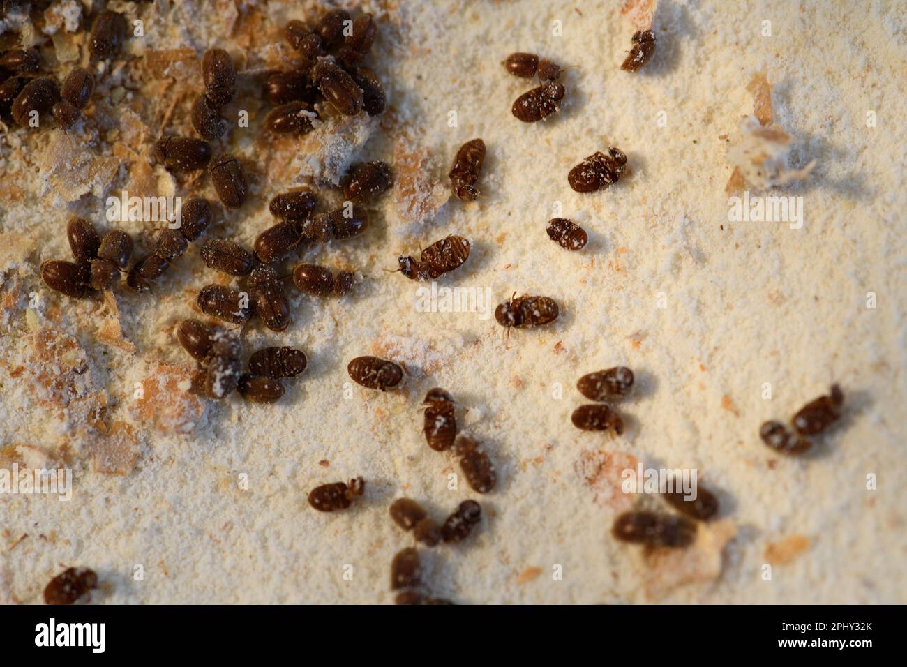 Pest infested crop hi-res stock photography and images - Alamy