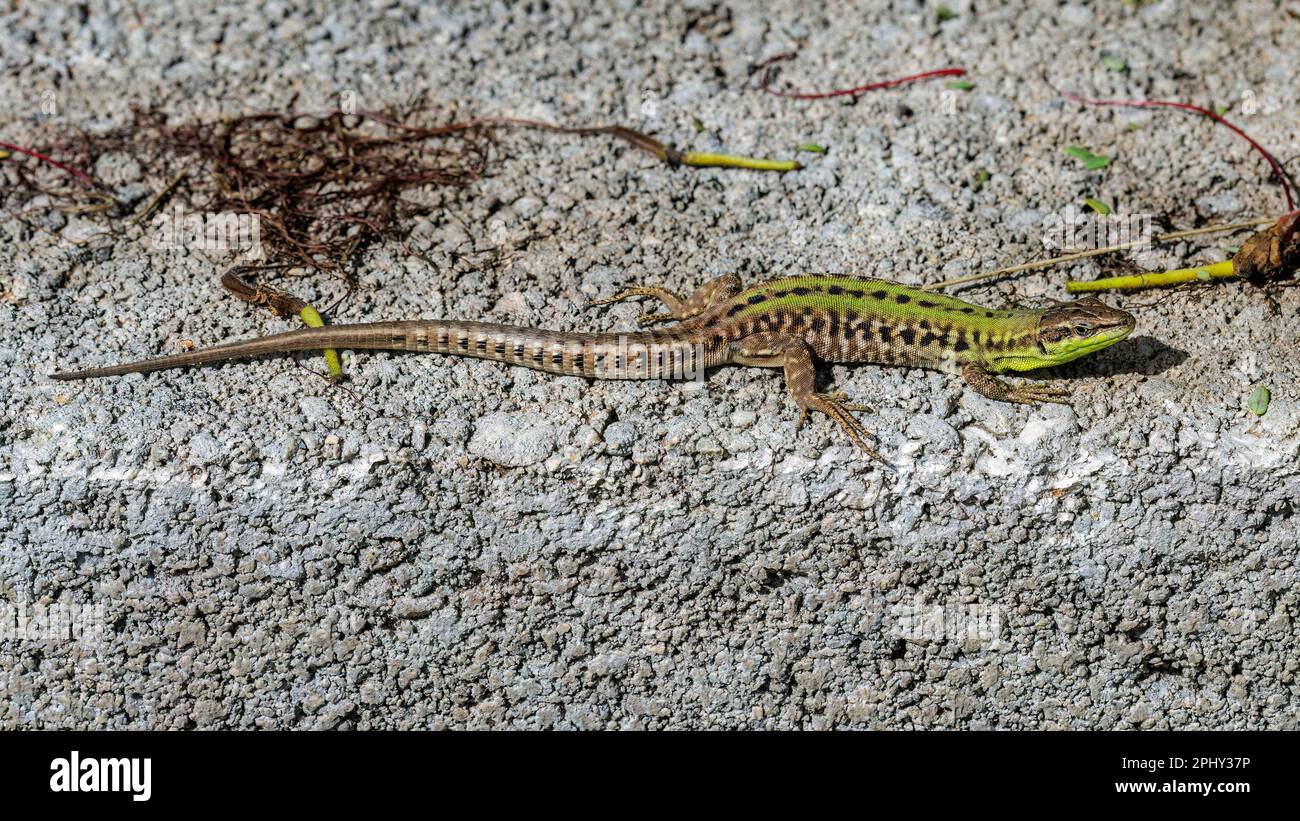 common wall lizard (Lacerta muralis, Podarcis muralis), on an asphalt ...