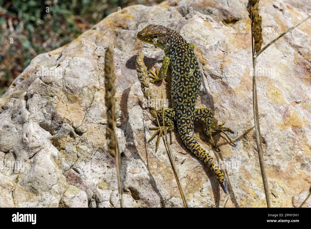 Ocellated lizard, Ocellated green lizard, Eyed lizard, Jewelled lizard (Timon lepidus, Lacerta ...