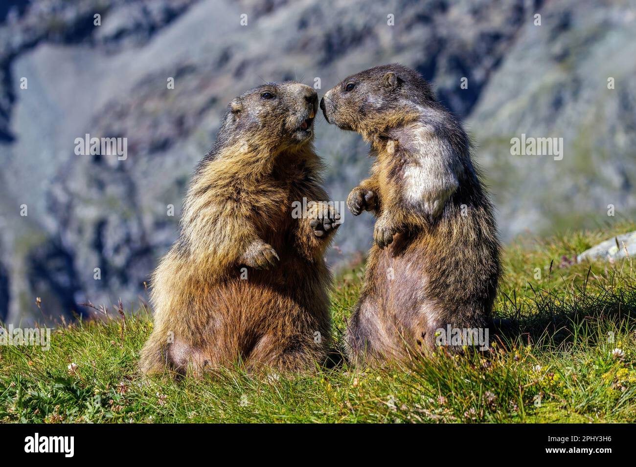 alpine marmot (Marmota marmota), two whispering alpine marmots, Austria, Hohe Tauern National ...
