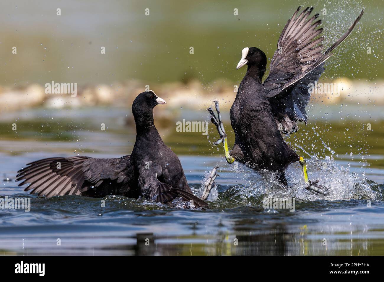 black coot (Fulica atra), two Eurasian coots fighting in shallow water ...