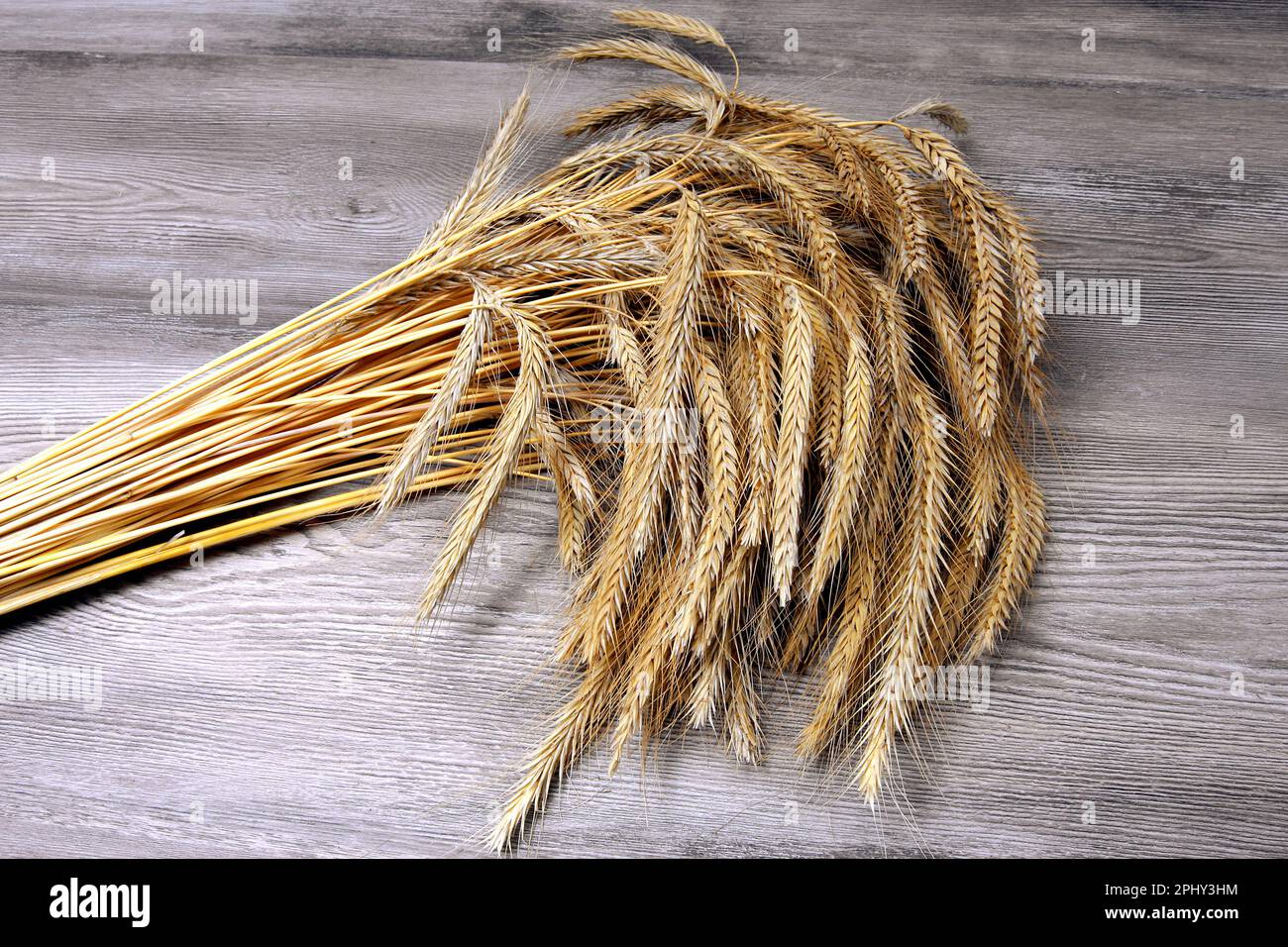 cultivated rye (Secale cereale), bundel of rye Stock Photo - Alamy