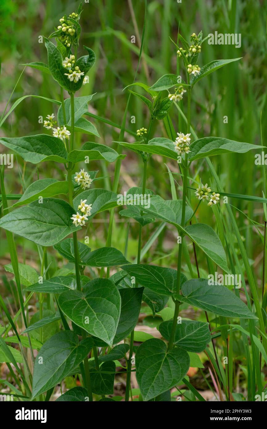 white swallow-wort (Vincetoxicum hirundinaria, Cynanchum vicentoxicum ...