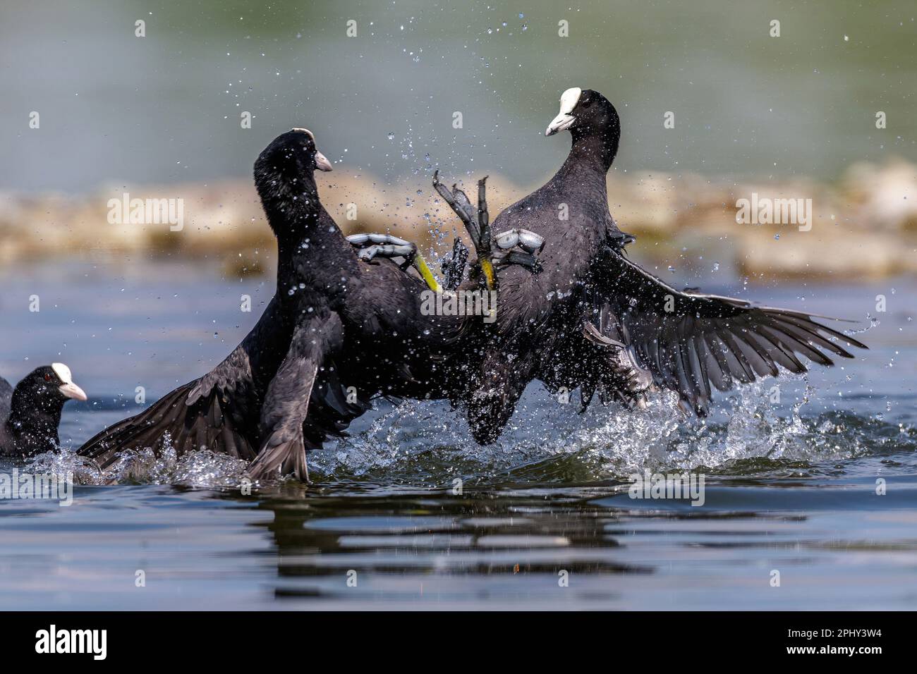 black coot (Fulica atra), two Eurasian coots fighting in shallow water ...