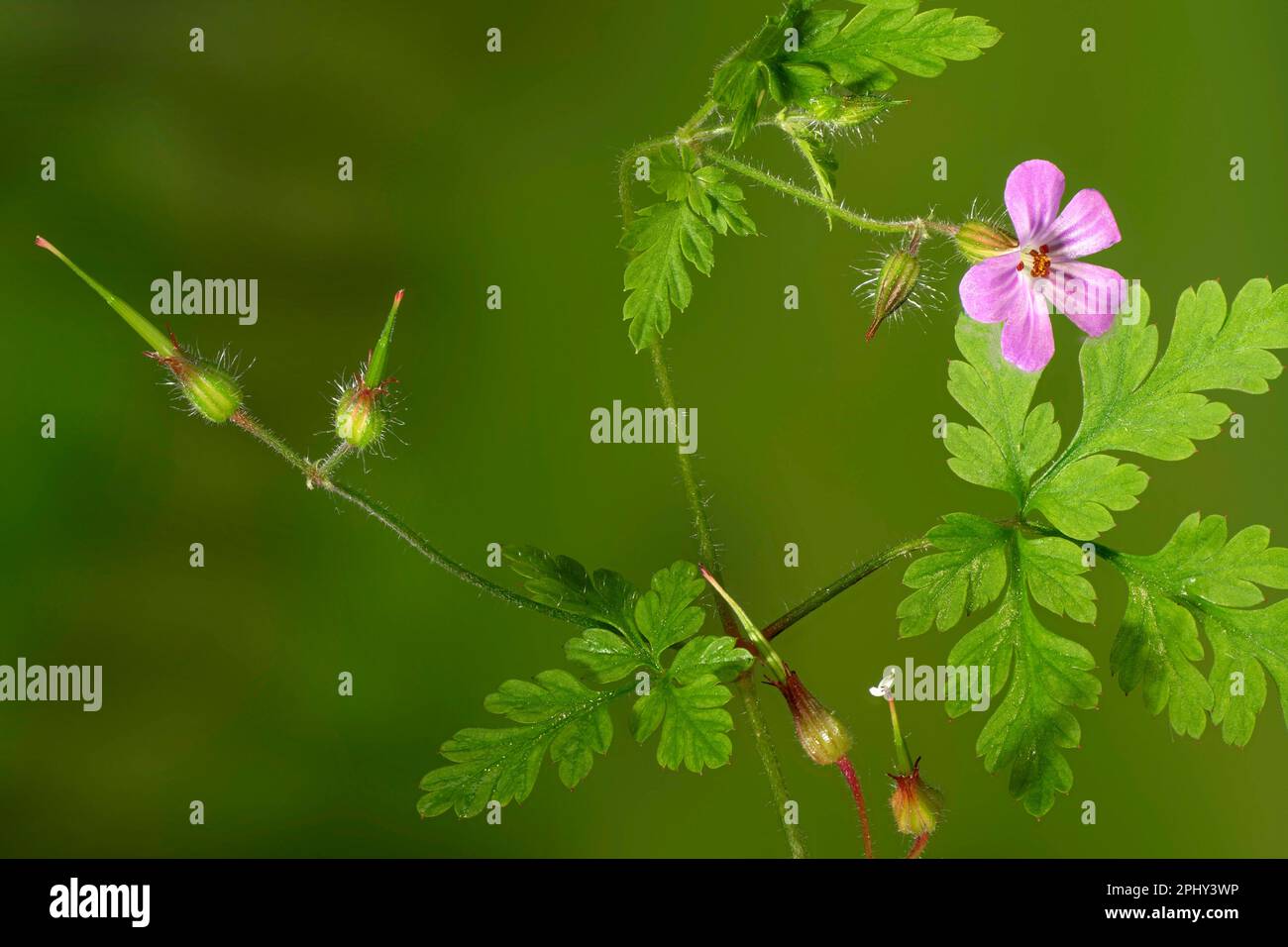 Death come quicklys hi-res stock photography and images - Alamy