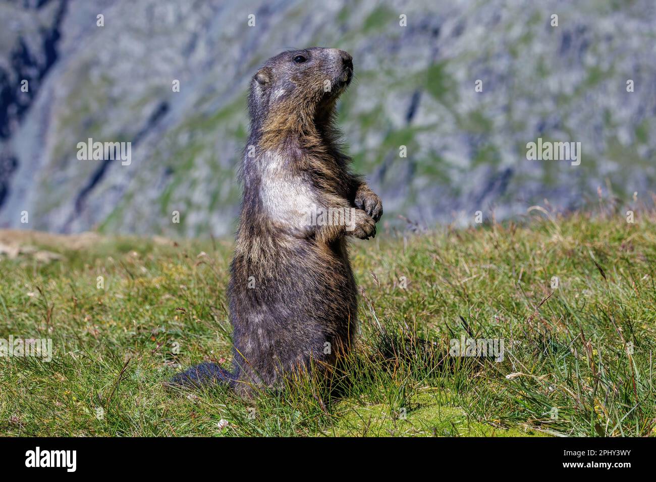 alpine marmot (Marmota marmota), standing erect, Austria, Hohe Tauern National Park ...