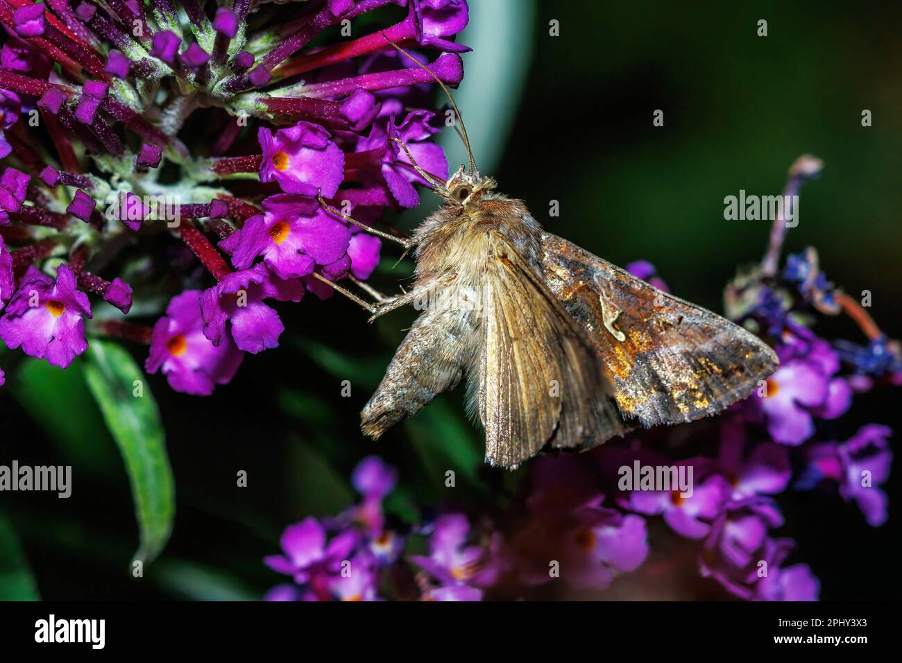 Silver Y (Autographa gamma), at Buddleja, Germany, Baden-Wuerttemberg ...