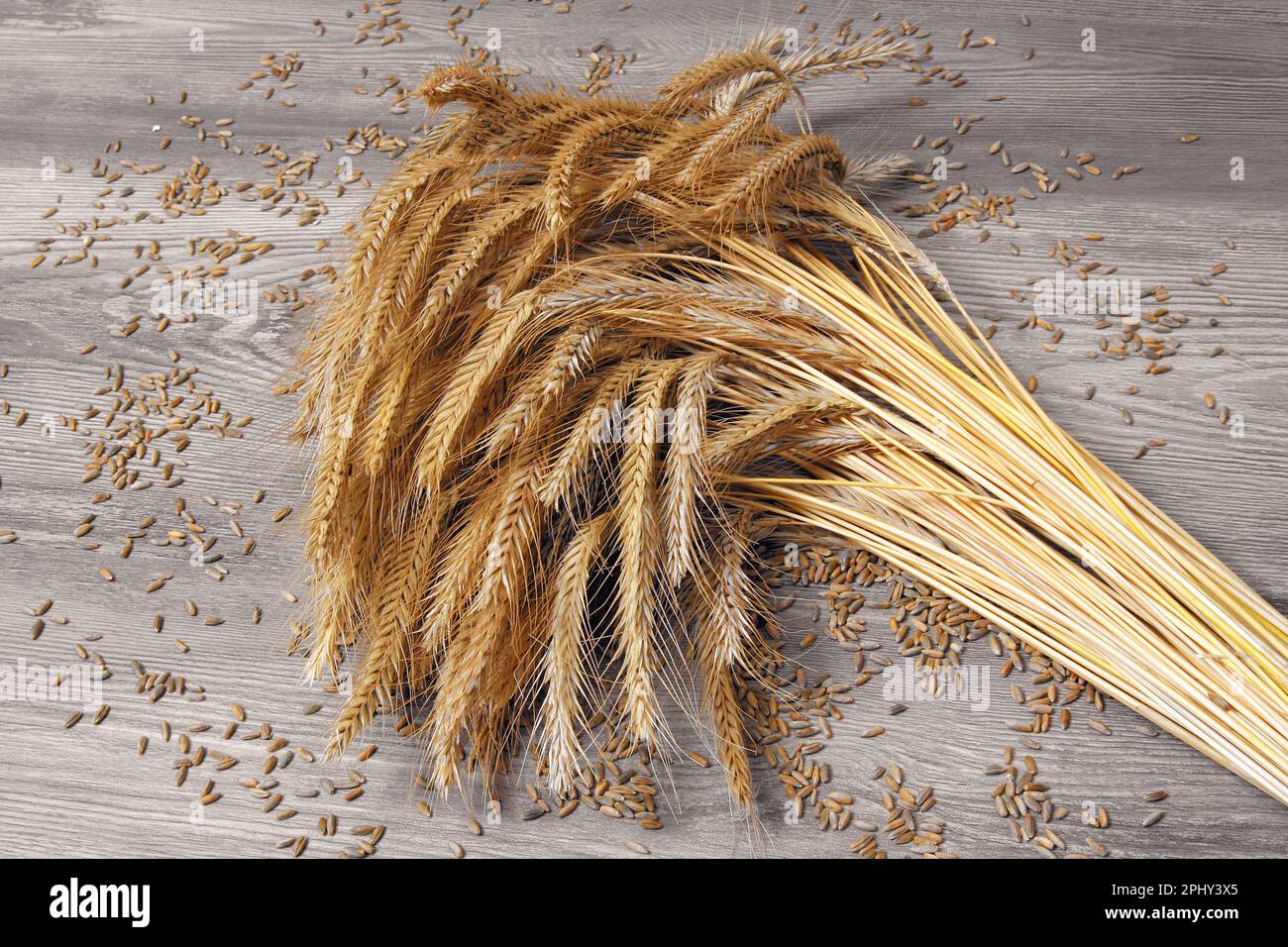 cultivated rye (Secale cereale), bundel of rye Stock Photo - Alamy