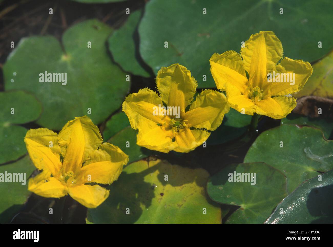 Yellow floating heart, Fringed Water Lily (Nymphoides peltata ...