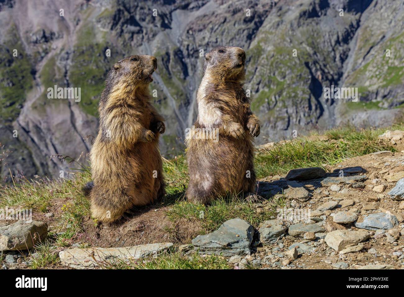 alpine marmot (Marmota marmota), standing erect, Austria, Hohe Tauern National Park ...